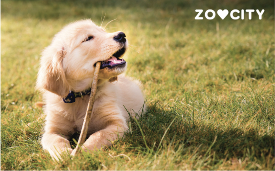 ZOOCITY - webshop za kućne ljubimce