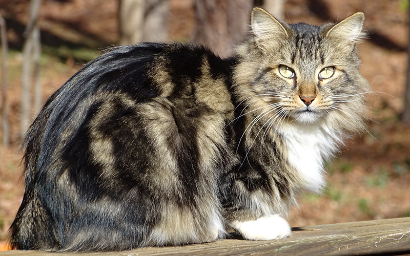 Američki bobtail - Izgled, zdravlje i karakteristike | ZOOCITY blog