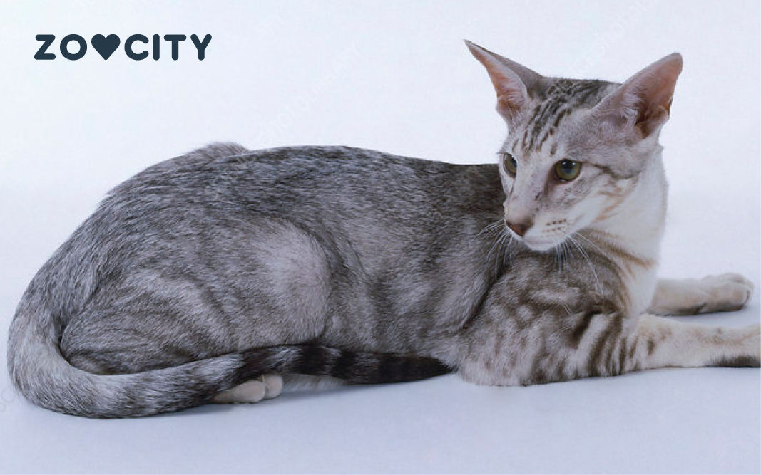 Azijska mačka - Izgled, zdravlje i karakteristike | ZOOCITY blog