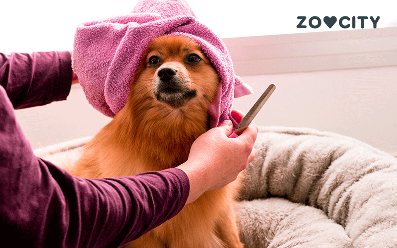 Kako odabrati šampon za psa? | ZOOCITY