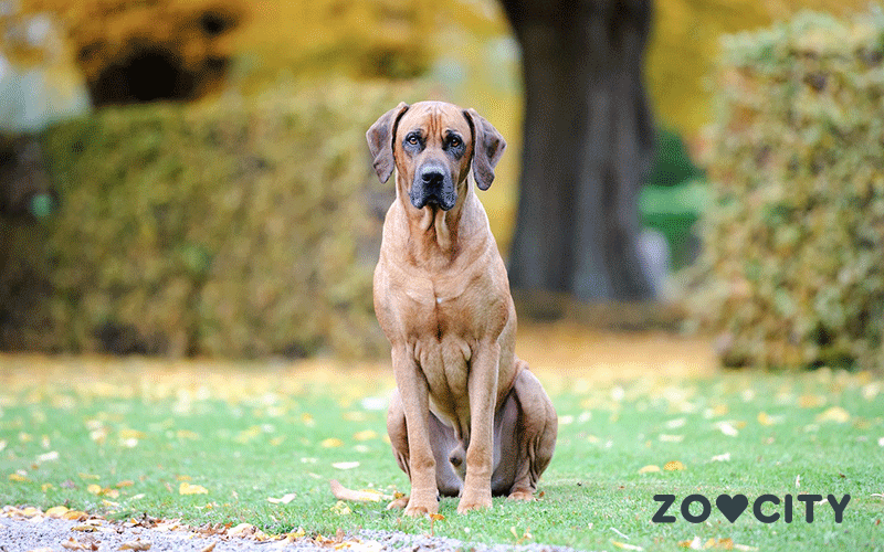 Rodezijski gonič lavova | ZOOCITY