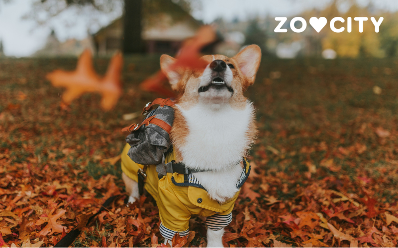 Kako odabrati odjeću za pse? | ZOOCITY