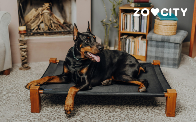 Kako odabrati ležaj za pse? | ZOOCITY