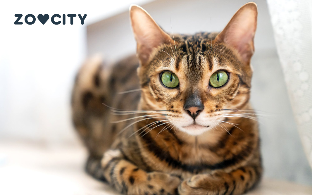 Bengalska mačka - Izgled, zdravlje i karakteristike | ZOOCITY blog