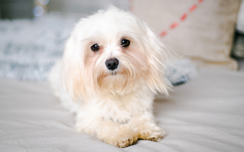 Male pasmine - mrlje ispod očiju I ZOOCITY