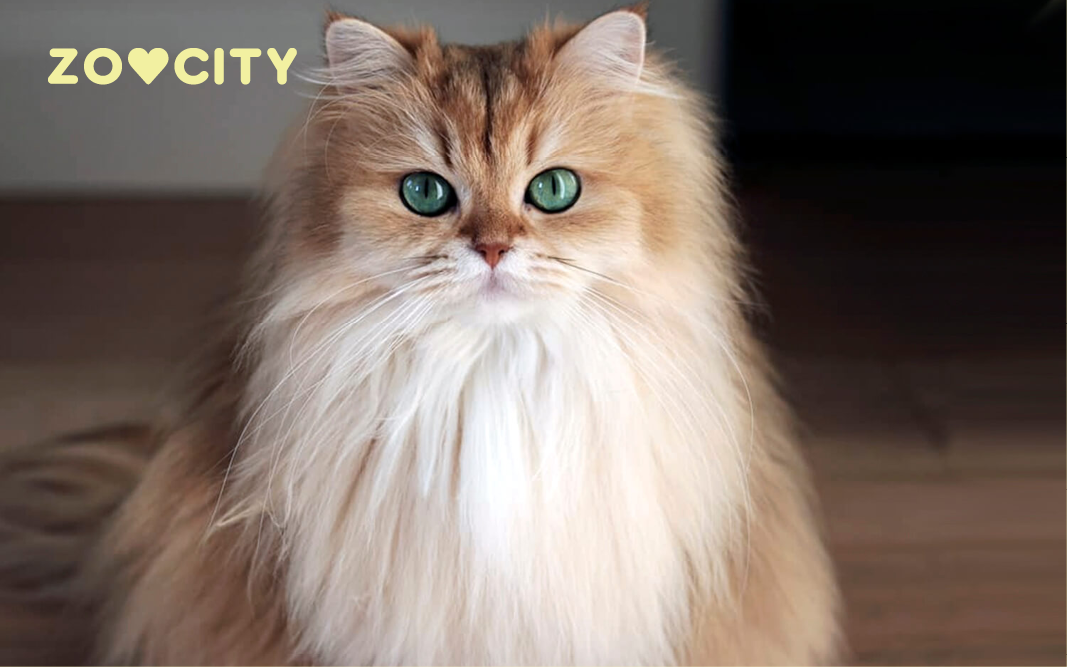Britanska dugodlaka mačka - Izgled, zdravlje i karakteristike | ZOOCITY ...