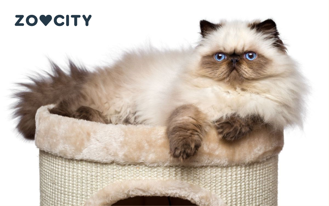 Himalajska mačka - Izgled, zdravlje i karakteristike | ZOOCITY blog