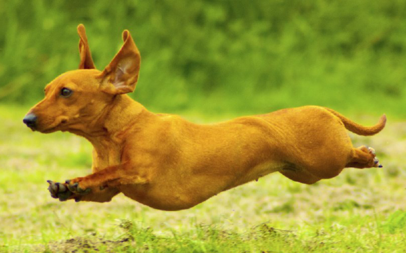 Jazavčar - obilježja i karakteristike pasmine | ZOOCITY