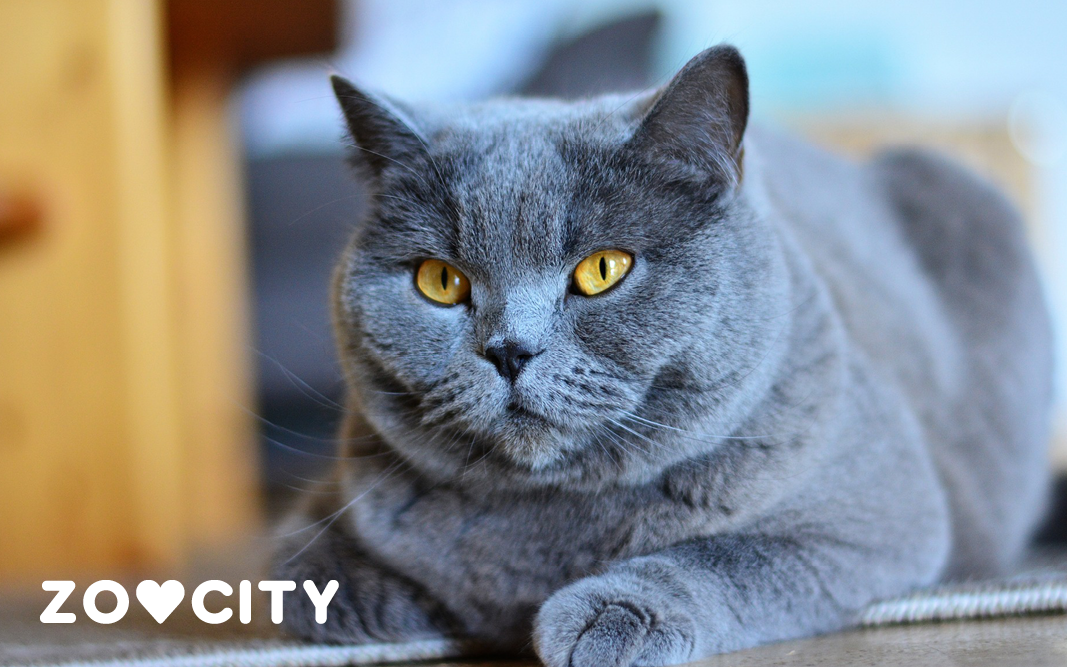 Kartuzijska mačka - Izgled, zdravlje i karakteristike | ZOOCITY blog