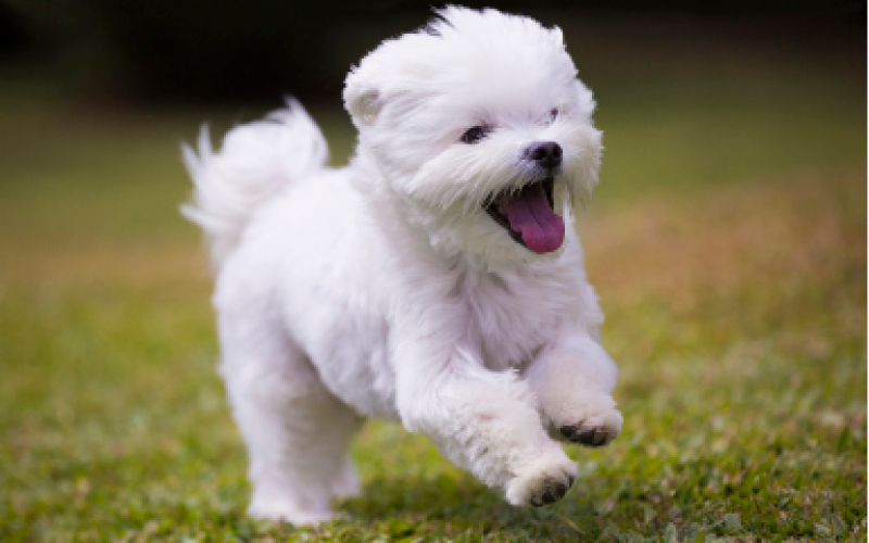 Maltezer - obilježja i karakteristike pasmine | ZOOCITY