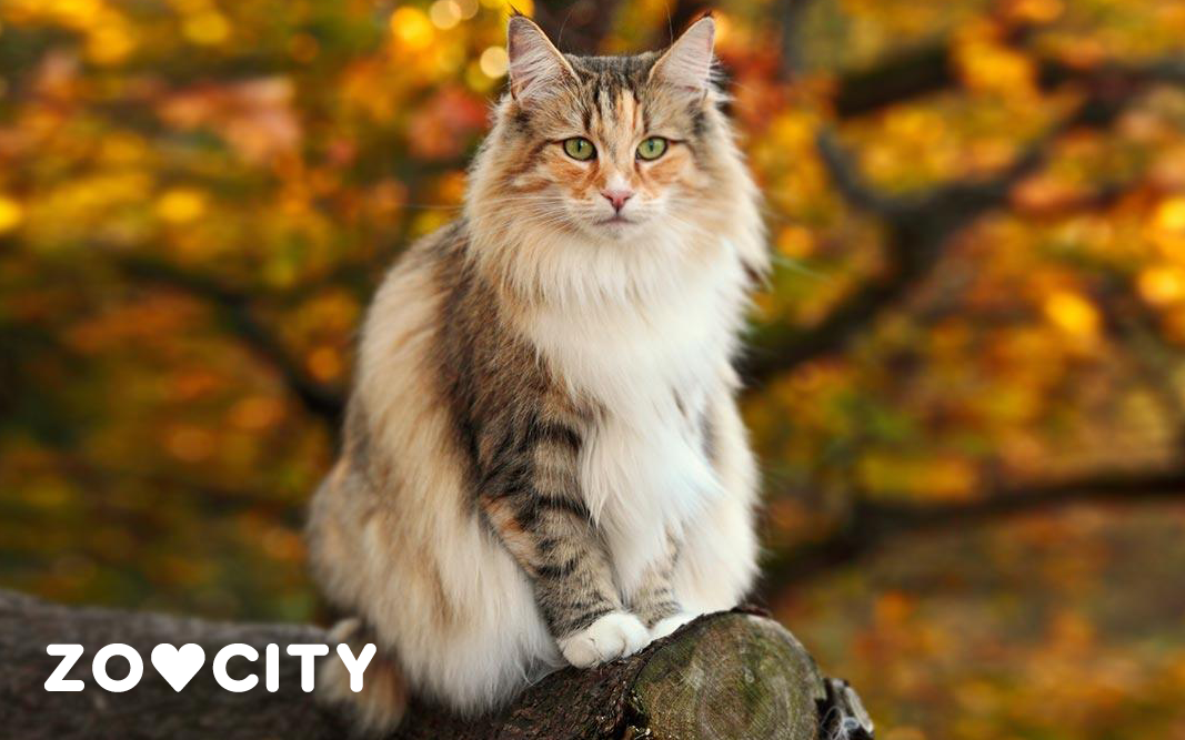 Norveška šumska mačka - Izgled, zdravlje i karakteristike | ZOOCITY blog