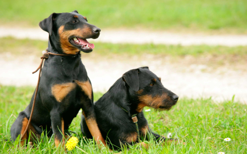 Njemački lovni terijer - obilježja i karakteristike pasmine | ZOOCITY