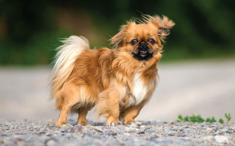 Pekinezer - obilježja i karakteristike pasmine | ZOOCITY