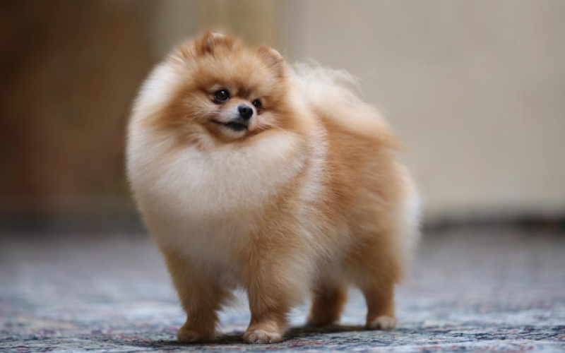 Najbolje vrste psa za usvojiti/kupiti – Site Title