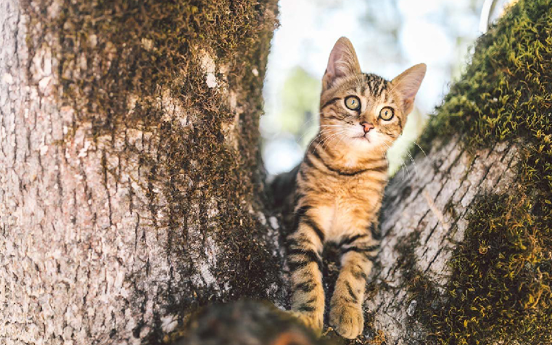 Podrijetlo mačke | ZOOCITY