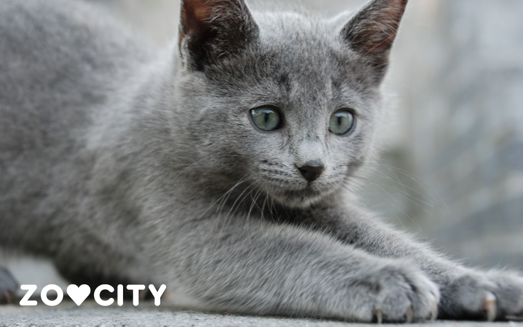 Ruska plava mačka - Izgled, zdravlje i karakteristike | ZOOCITY blog