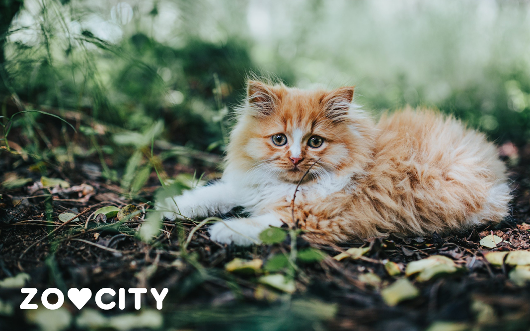 Sibirska mačka - Izgled, zdravlje i karakteristike | ZOOCITY blog