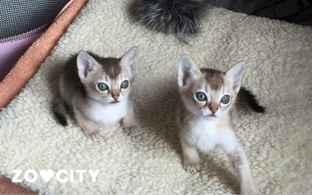 Singapurska mačka - Izgled, zdravlje i karakteristike | ZOOCITY blog