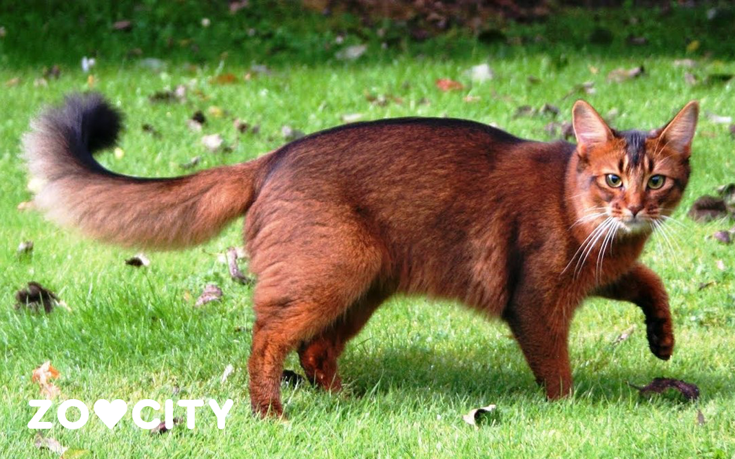 Somalijska mačka - Izgled, zdravlje i karakteristike | ZOOCITY blog