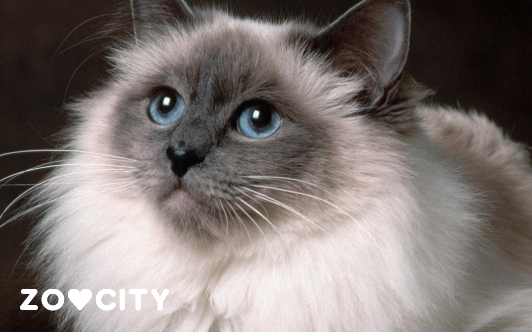 Sveta birma - Izgled, zdravlje i karakteristike | ZOOCITY blog