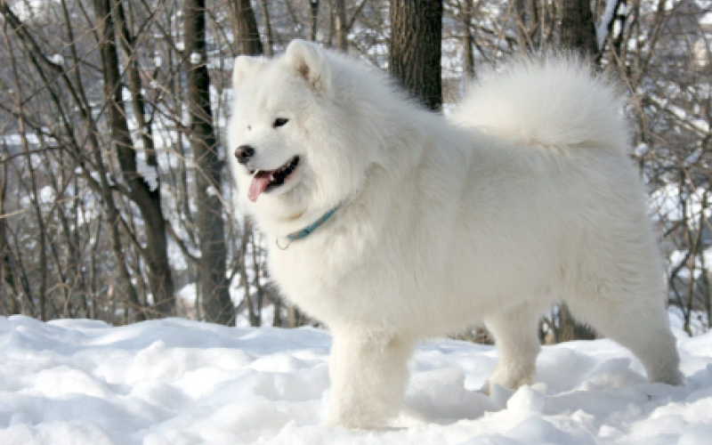 Samojed - obilježja i karakteristike pasmine | ZOOCITY