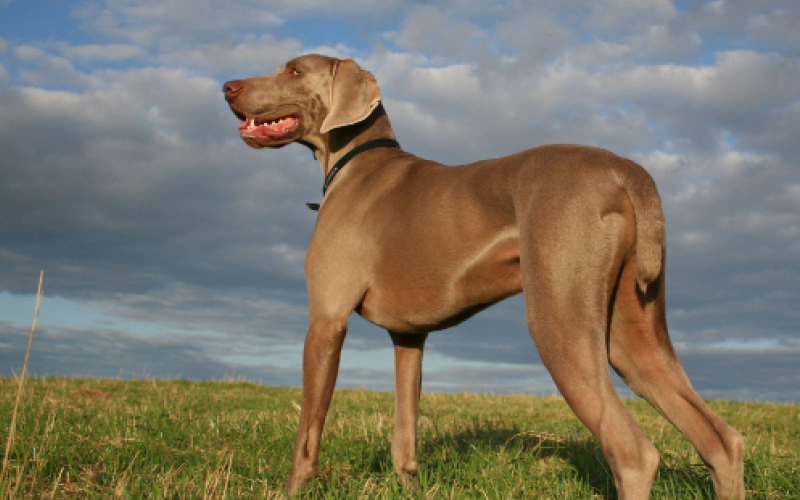 Vajmarski ptičar - obilježja i karakteristike pasmine | ZOOCITY