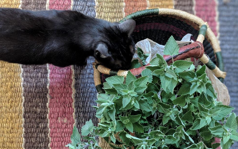 Mačja trava i mačja metvica - koja je razlika i što odabrati? | ZOOCITY