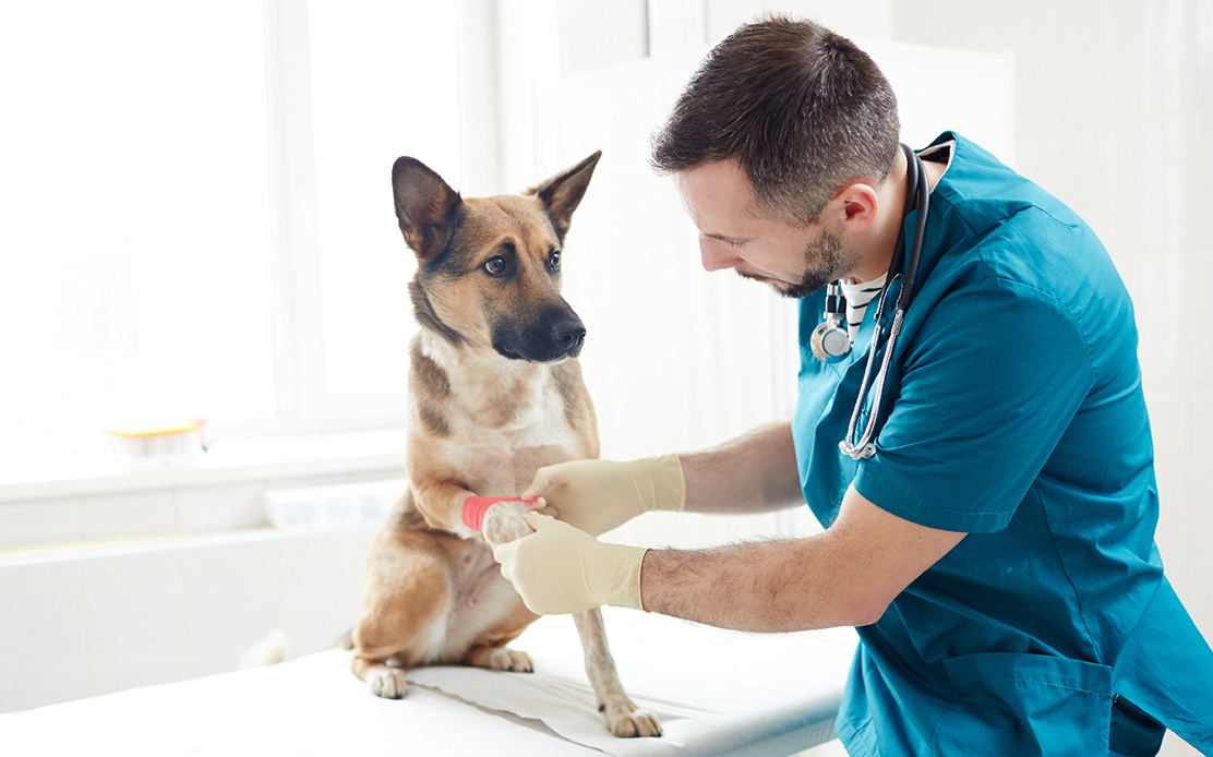 Kako odabrati veterinara? Savjeti za odabir veterinara | ZOO CITY