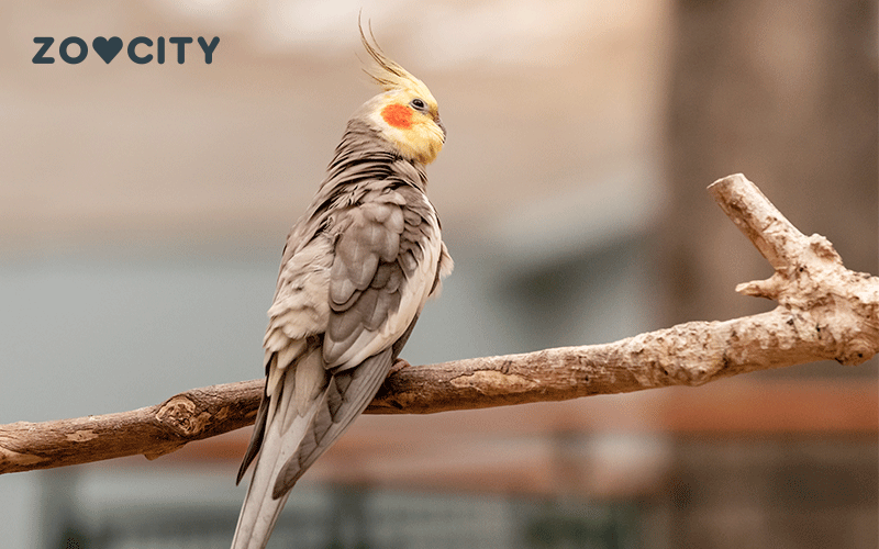 Bolesti nimfe - simptomi, dijagnoza i liječenje | ZOOCITY