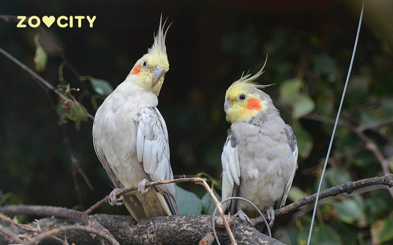 Nimfa može naučiti i strani jezik! | ZOOCITY