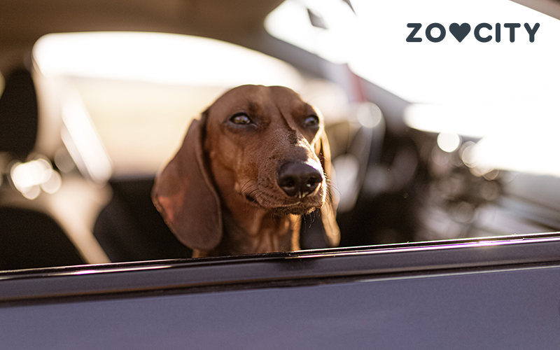 Kako odabrati navlaku za auto za pse? | ZOOCITY