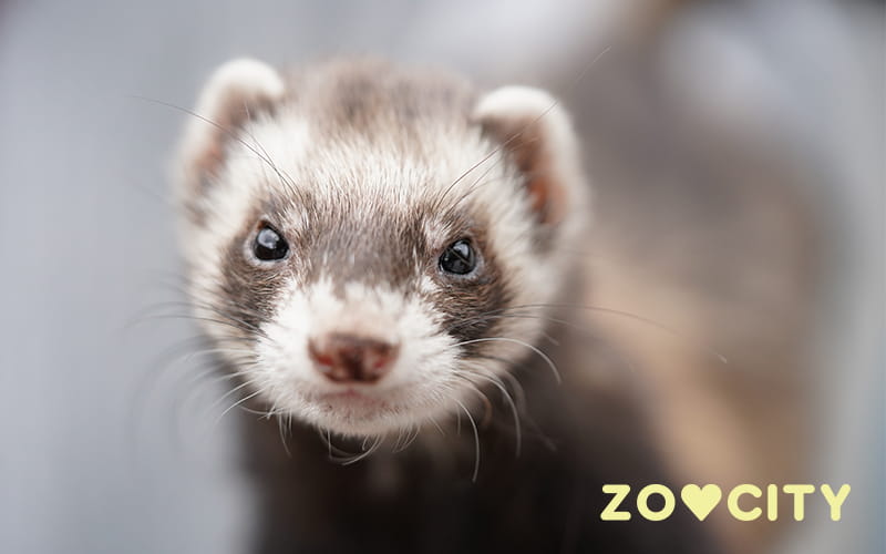 Tvorovi - osobine, karakteristike i zanimljivosti | ZOOCITY blog