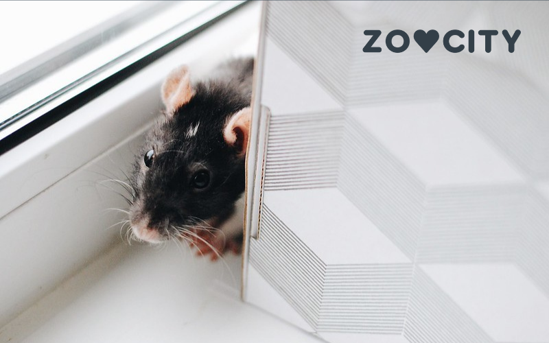 Dan miševa i štakora kućnih ljubimaca | ZOOCITY blog