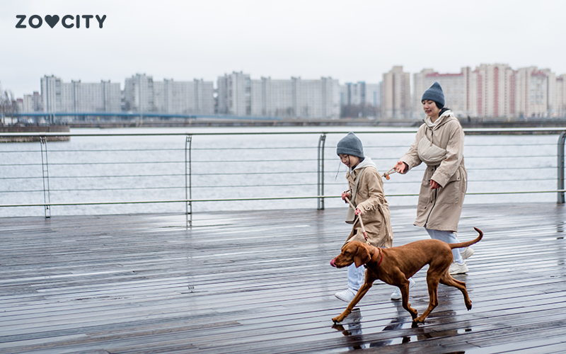 Redovita šetnja važna je za zdrav i ispunjen život psa! | ZOOCITY blog