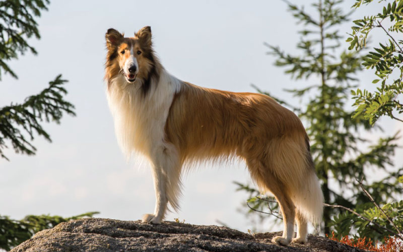 Škotski ovčar - obilježja i karakteristike pasmine | ZOOCITY