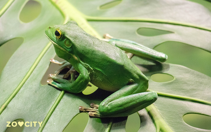 Zanimljive činjenice o žabama | ZOOCITY blog